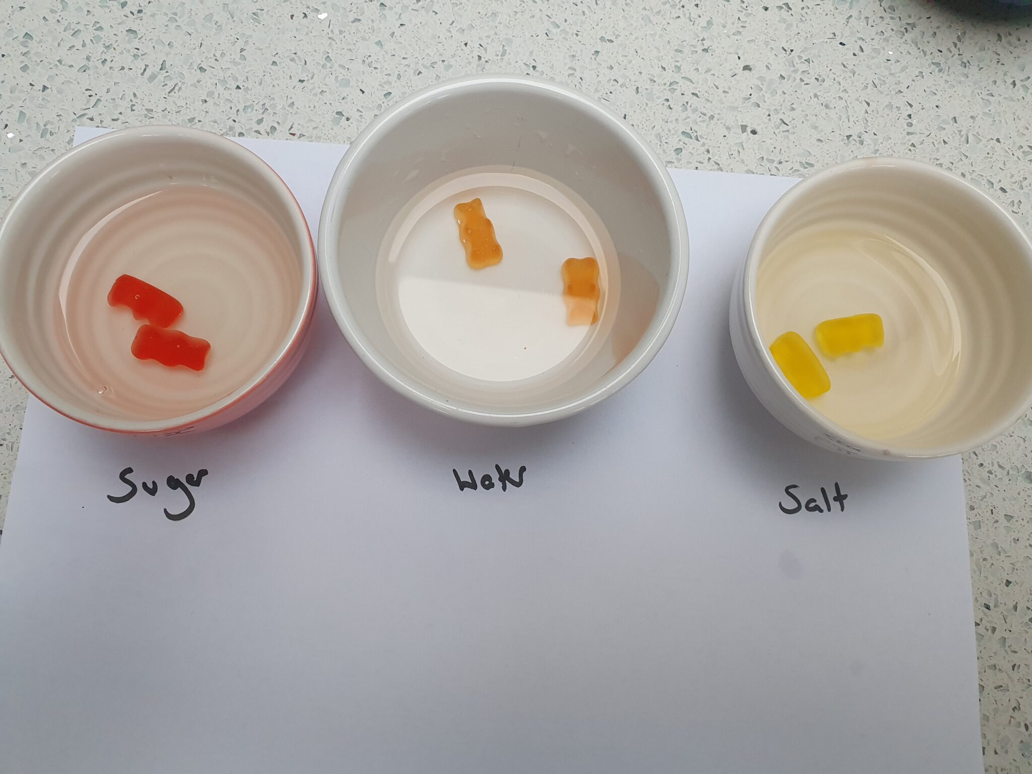 Growing Gummy Bears – Osmosis & Diffusion - Chilled Education